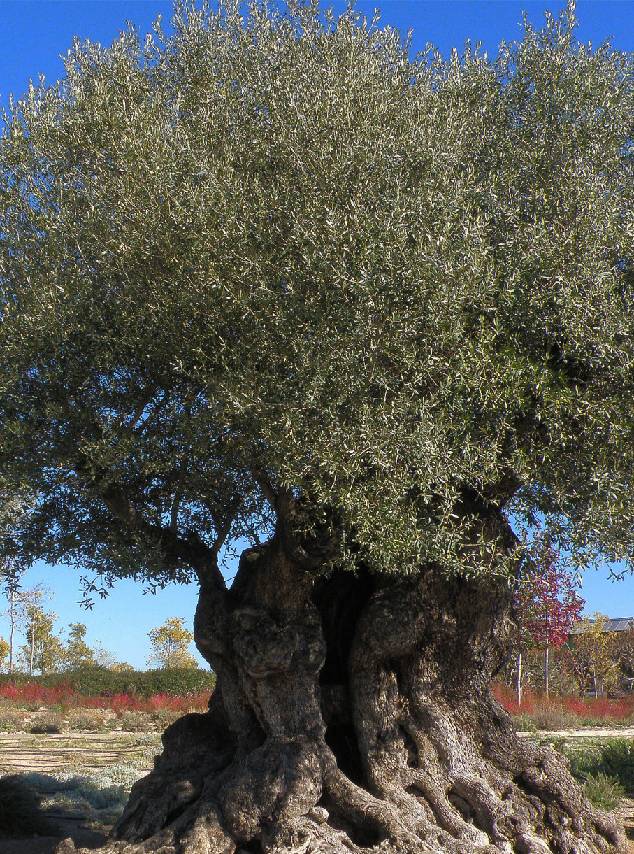 You Plant the Olive Tree for your Grandchildren